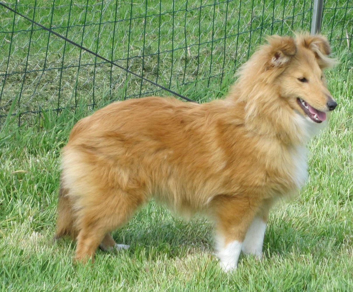 From Sammy's World - Onze honden - Our Dogs