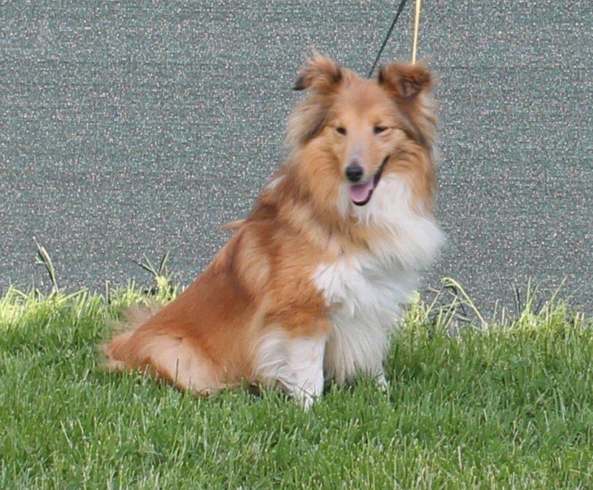 From Sammy's World - Onze honden - Our Dogs