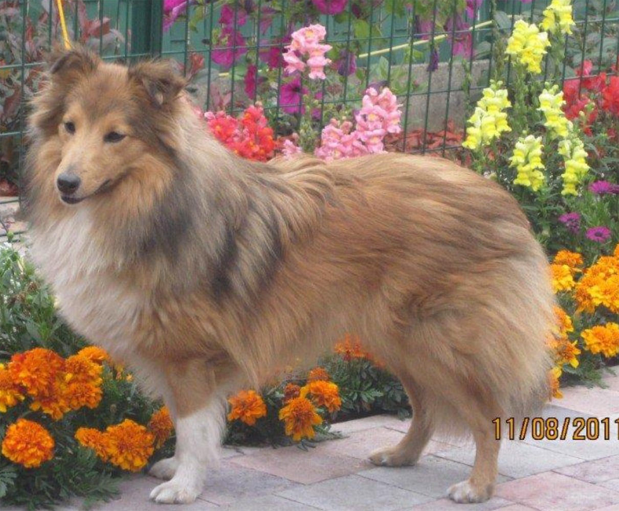 From Sammy's World - Onze honden - Our Dogs