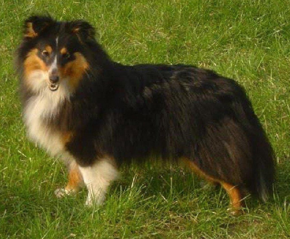 From Sammy's World - Onze honden - Our Dogs